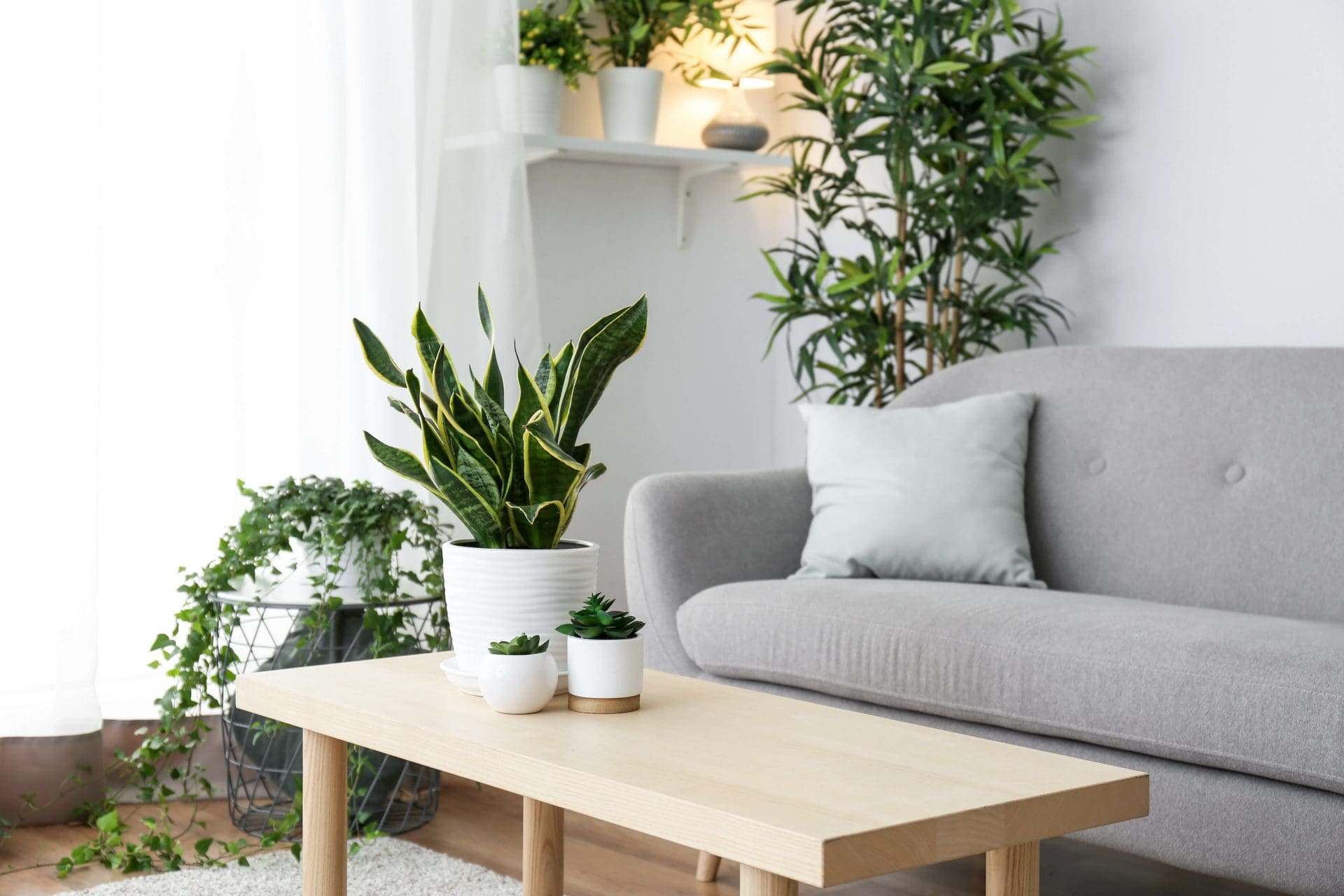 Bring Your Home to Life: How to Decorate with Houseplants - MN Pro Home ...
